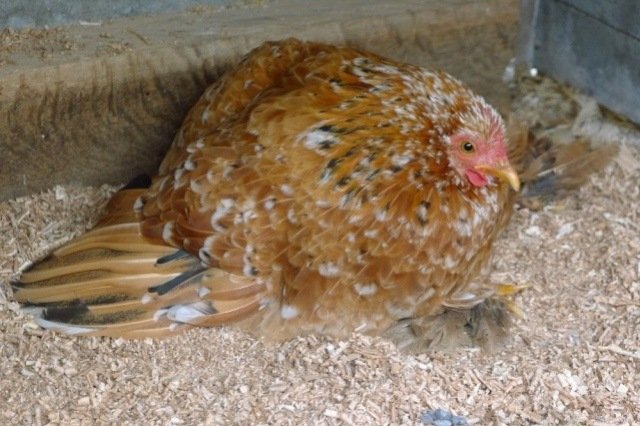 Le poux rouge hante votre poulailler