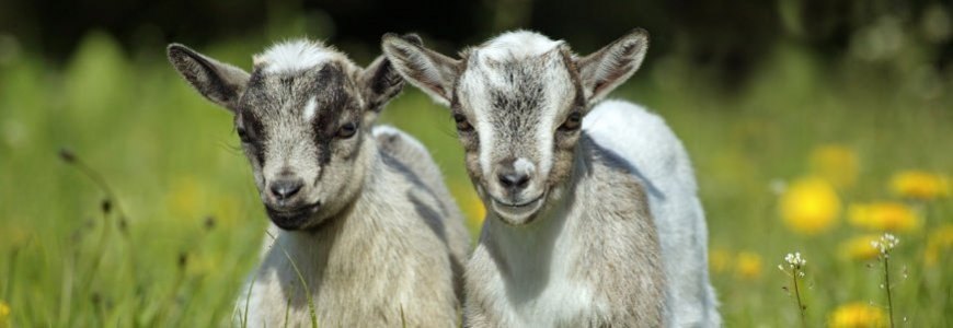 Chèvre naine : comment accueillir ce compagnon à la maison