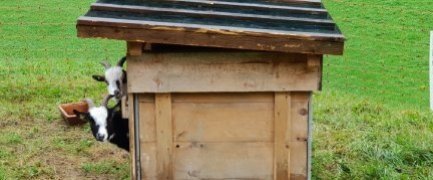 Abri idéal pour vos chèvres en France et en Belgique