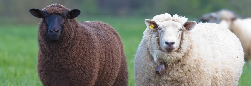Astuces pour choisir une race de mouton en France et en Belgique