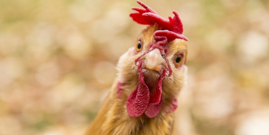 Les poux rouges vous connaissez ? On vous explique tout