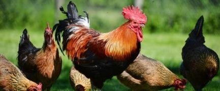 Avantages et inconvénients d’un coq dans un poulailler