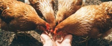 Avec quels aliments nourrir vos poules pondeuses