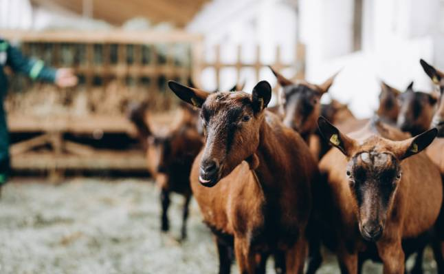 Quelle race de chèvre adopter en France et en Belgique