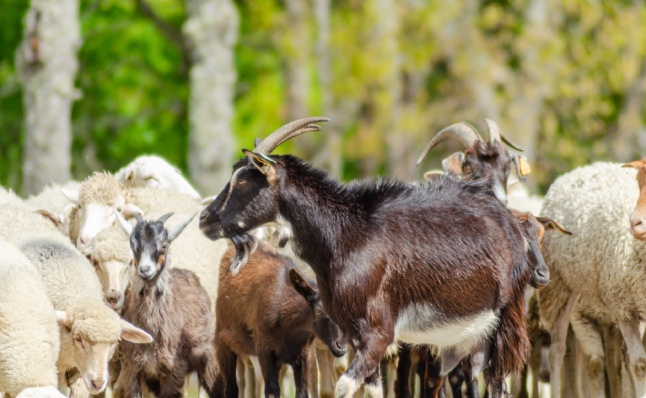 Conseils pour démarrer l’élevage de chèvres et de moutons