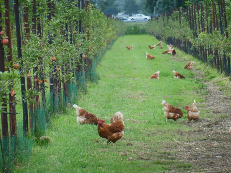 Matériels pour élevage de poules et volailles
